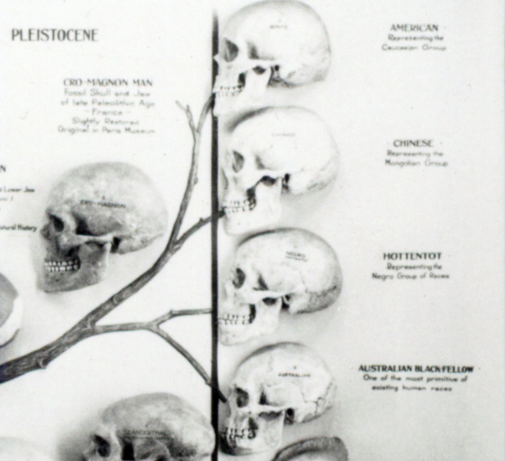 Stereoscopes, Hominids, and Hoaxes – McGovern Historical Center